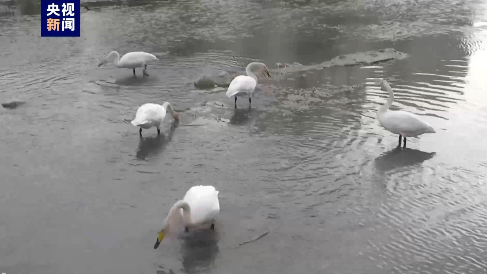 Lebede sălbatice petrec iarna în „orașul perelor”