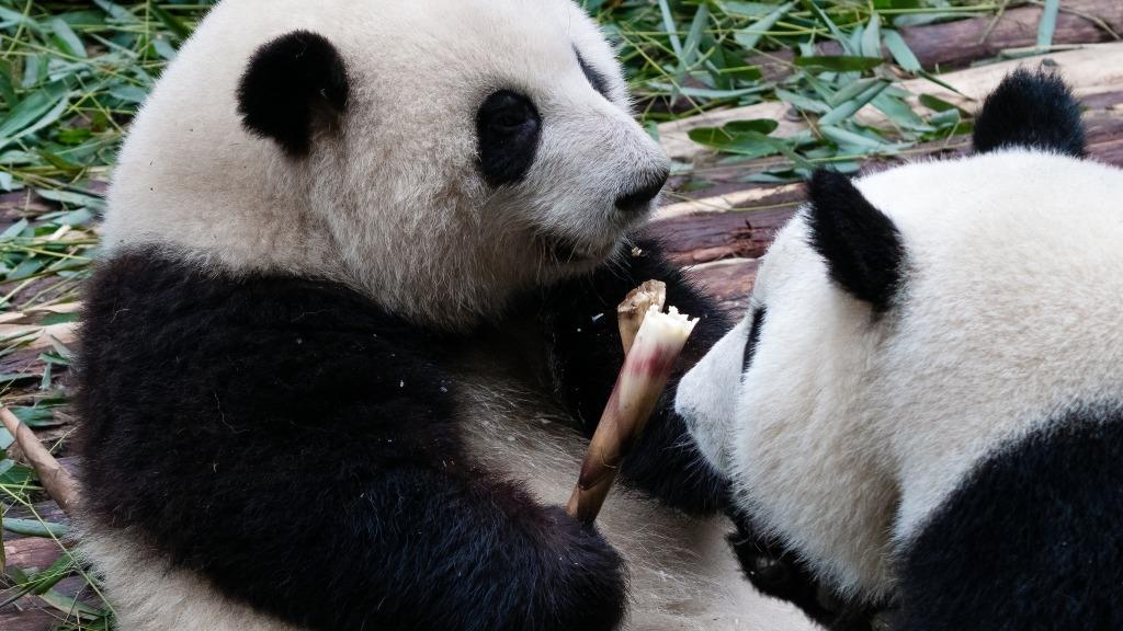 Chengdu, ecco il super star panda “Huahua”