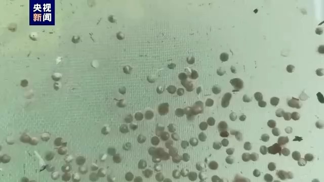 Sturionul de Yangtze, din nou în mediul său natural