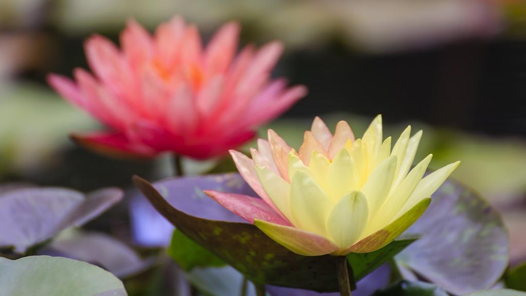 Kunming: sbocciata la ninfea a due colori “Wanvisa”