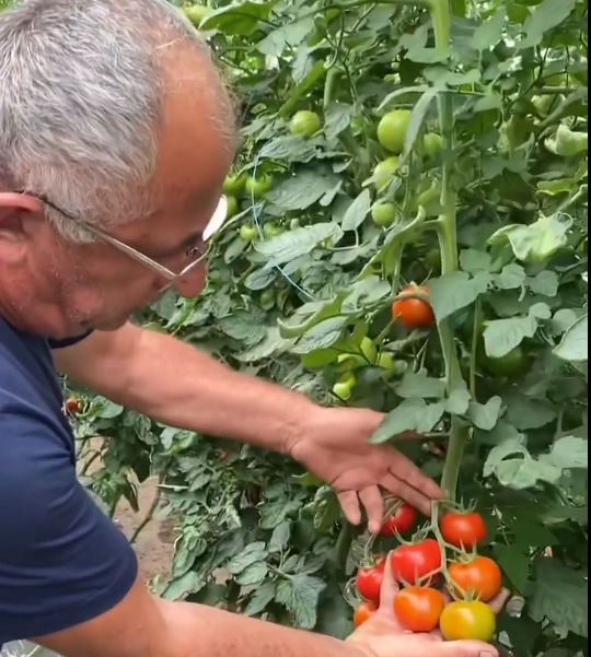 Prodhimet bujqësore, domatja shqiptare drejt Norvegjisë dhe Anglisë