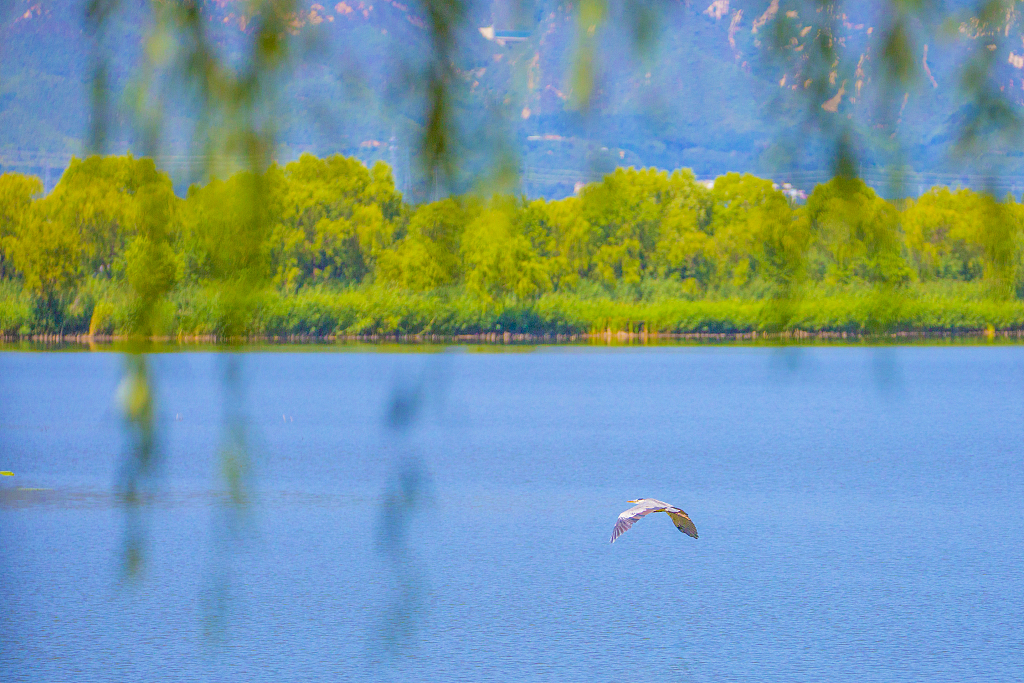 Pekini do të shtojë hapësirat e gjelbra